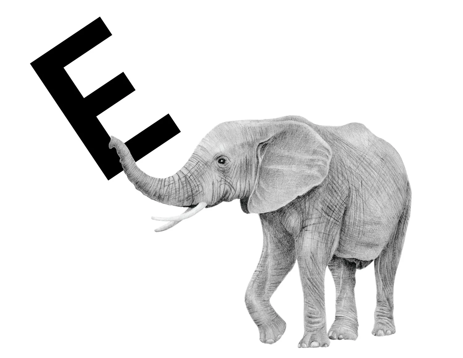 Alphabet Animals — Stacy Hsu Design & Illustration