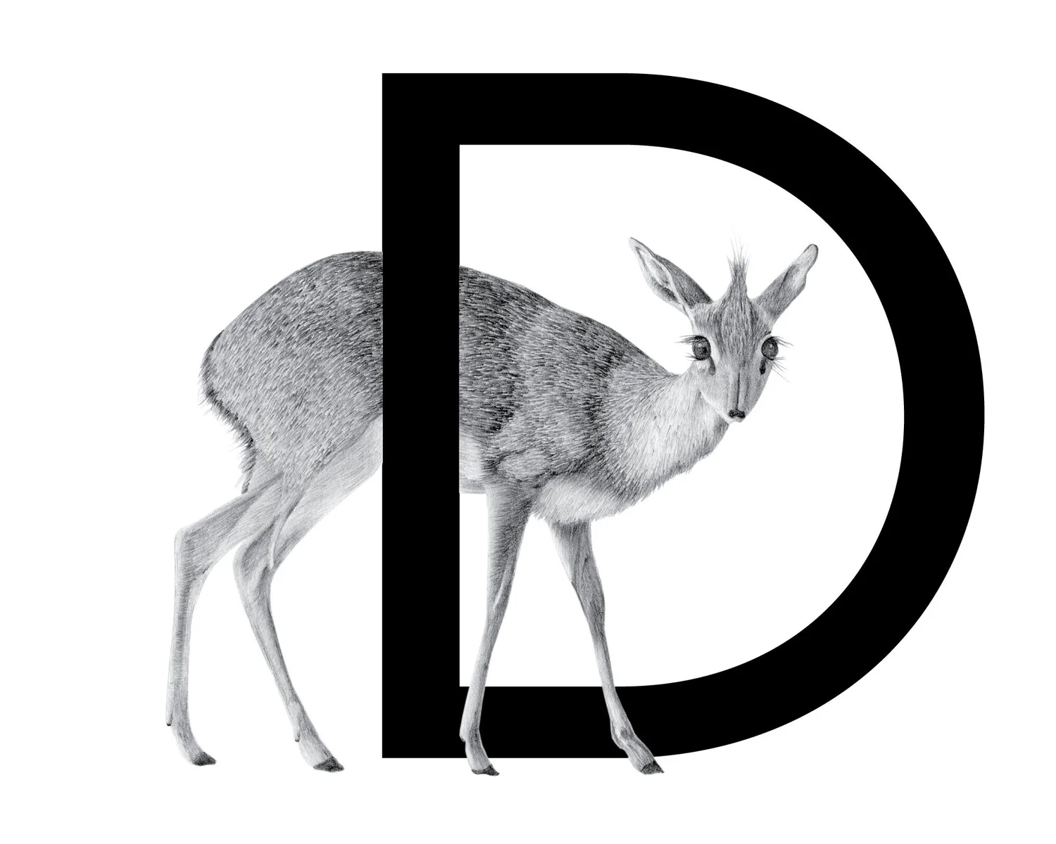 Alphabet Animals — Stacy Hsu Design & Illustration