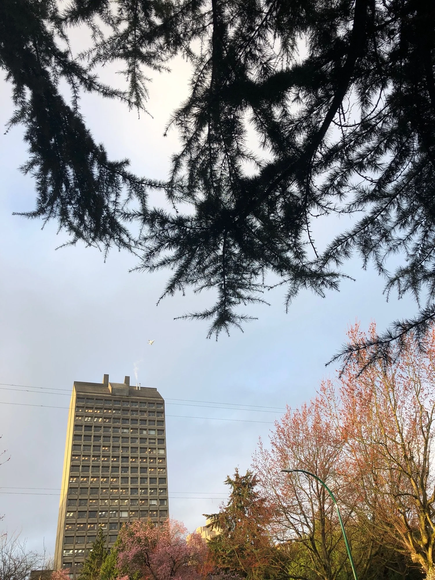 Osteopaths Vancouver - Fairview Osteopathy - Erica Trivett, DOMP, GCFP