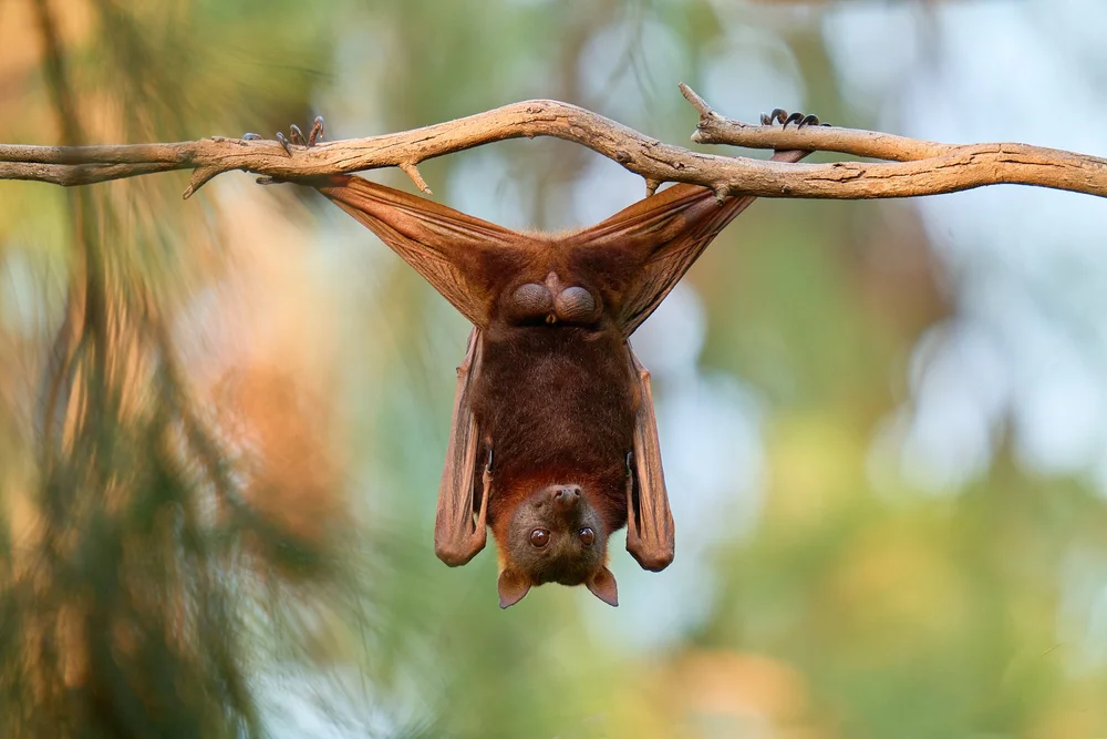 Little Red Flying Foxes — Tim Trim Photography | Photographic Artist ...