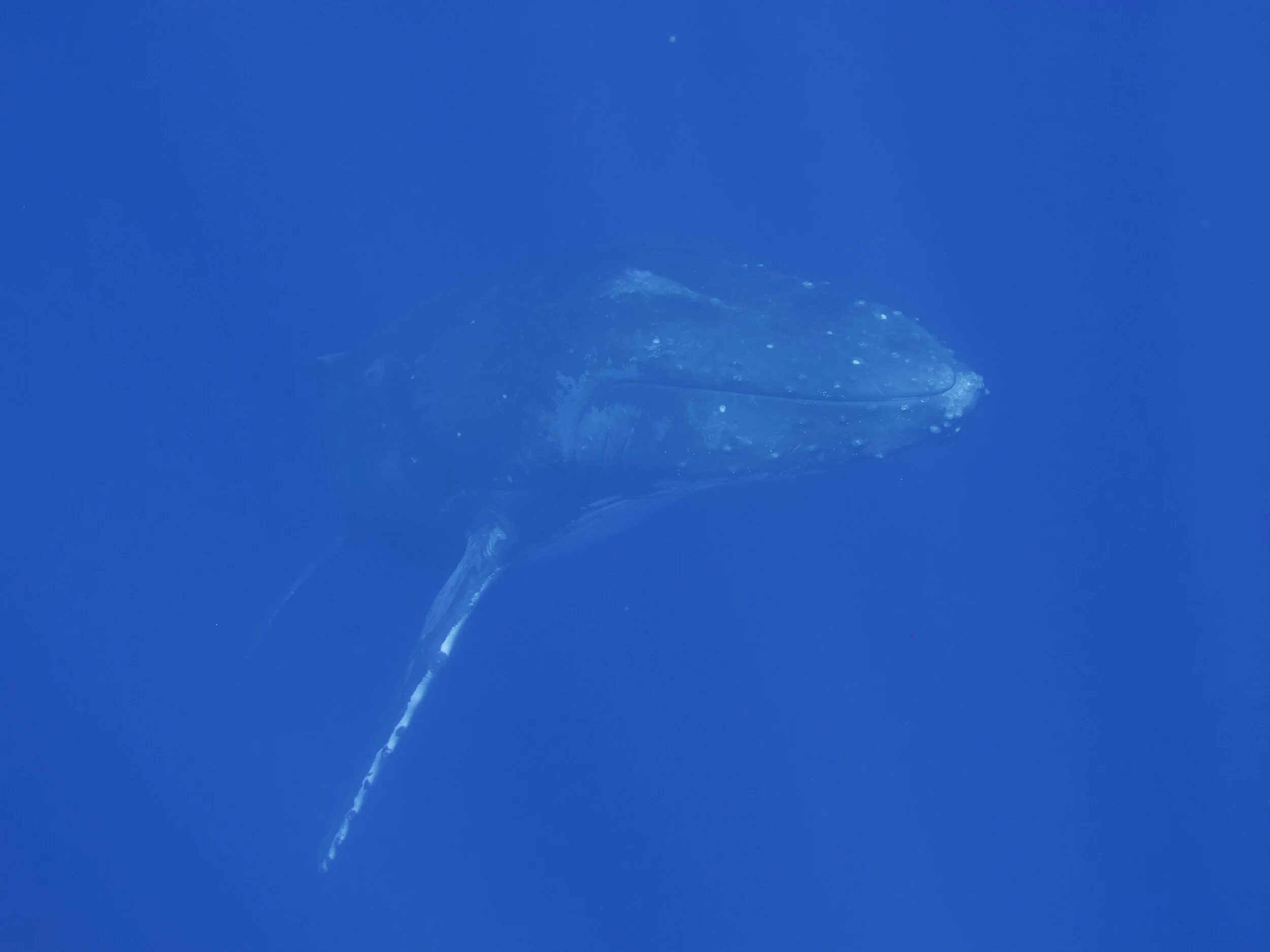 Humpback Whale Tonga Capture One Professional — Tim Trim Photography ...
