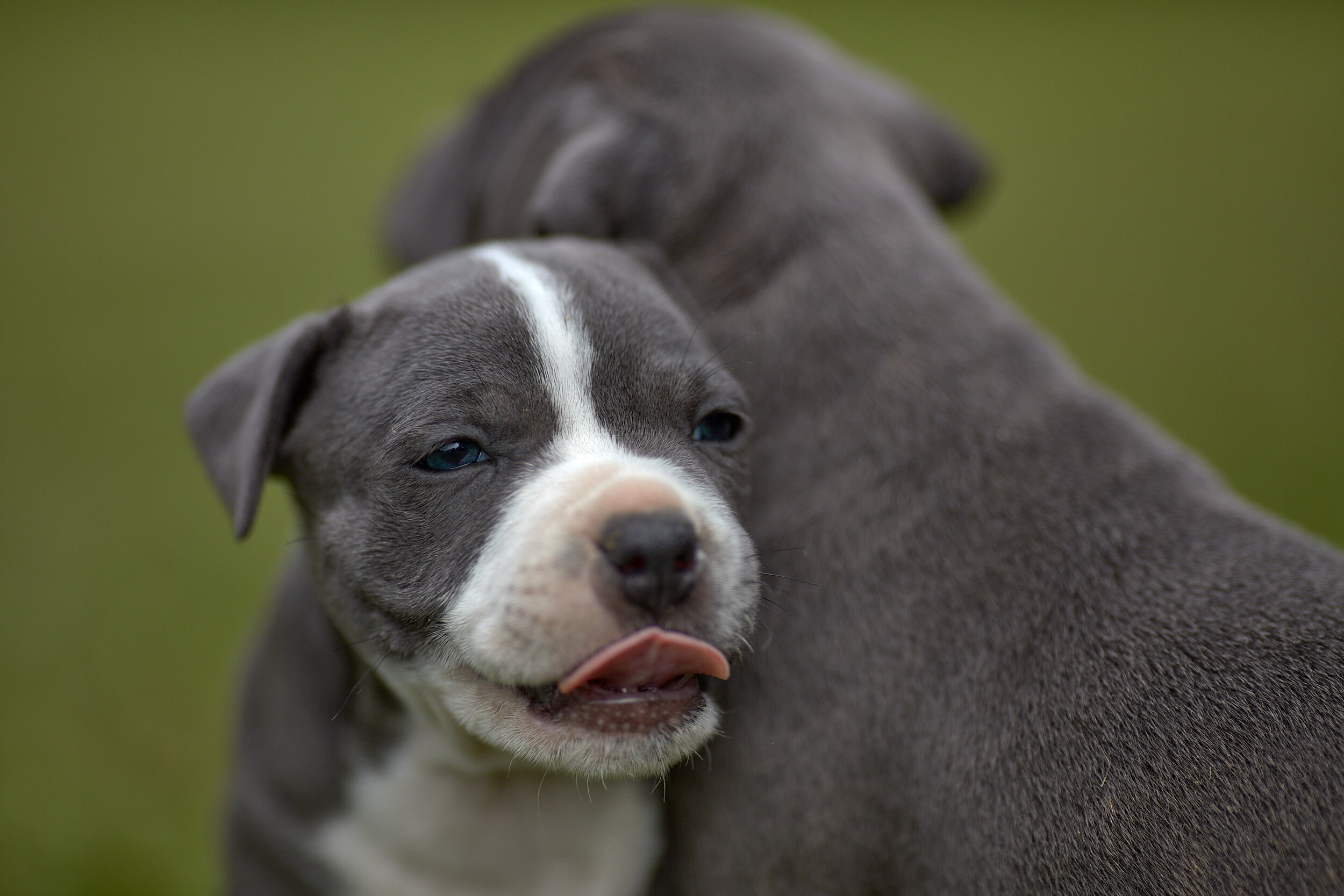 Blue Staffy Puppies — Tim Trim Photography | Nature Photographer ...