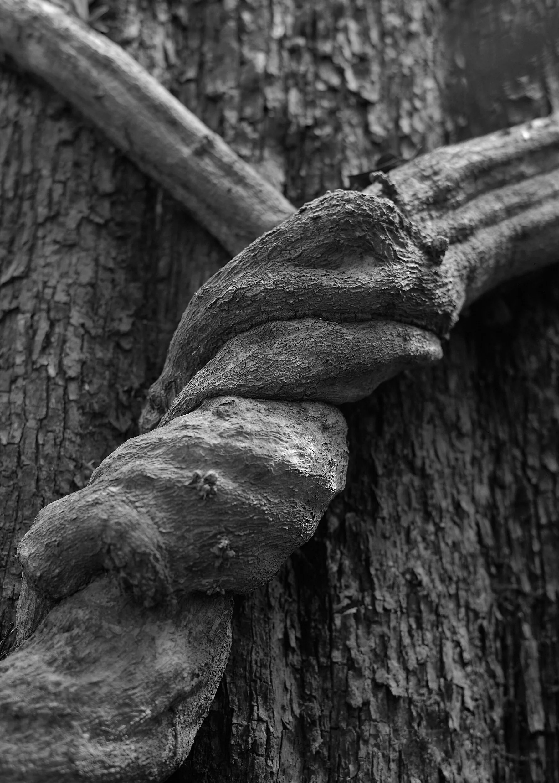 Speewah Walking Trails — Tim Trim Photography | Photographic Artist ...