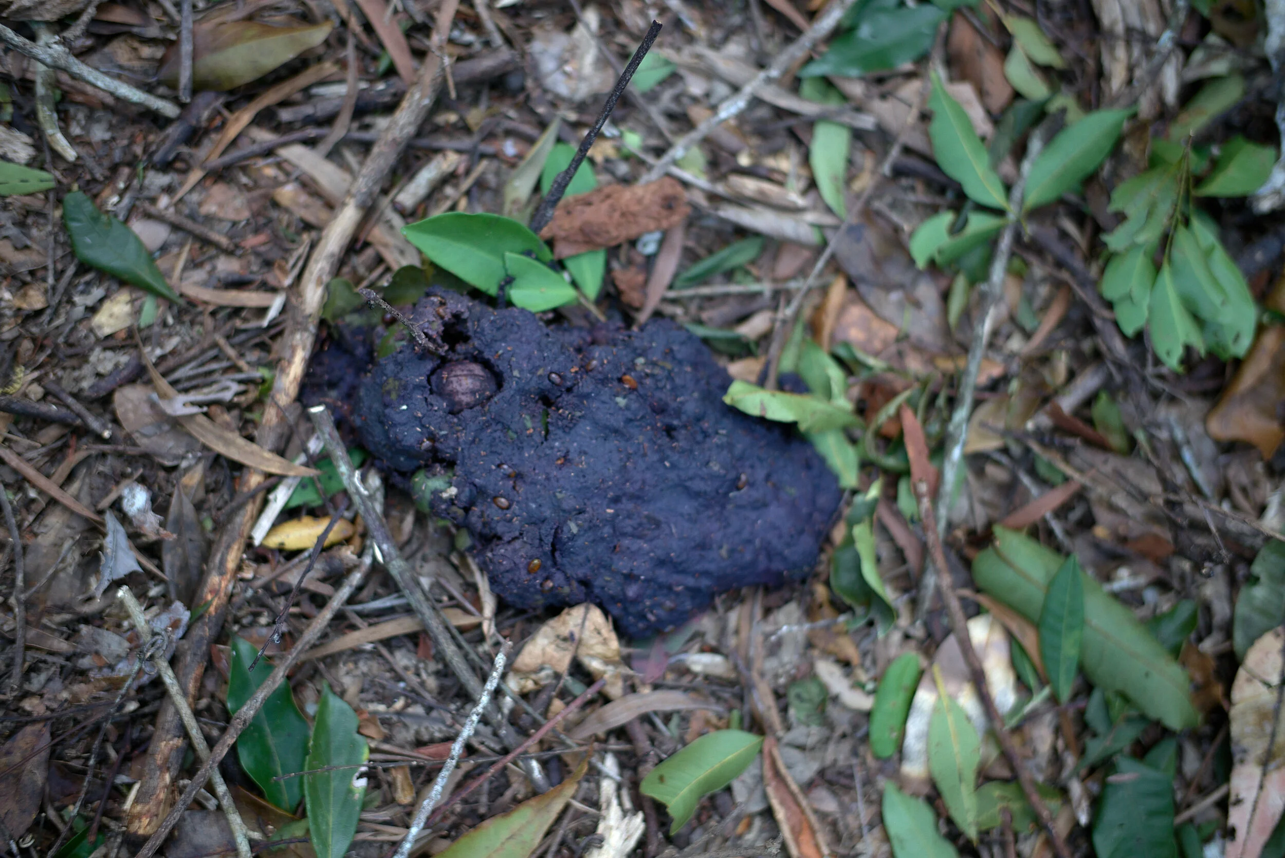 Speewah Walking Trails — Tim Trim Photography | Photographic Artist ...