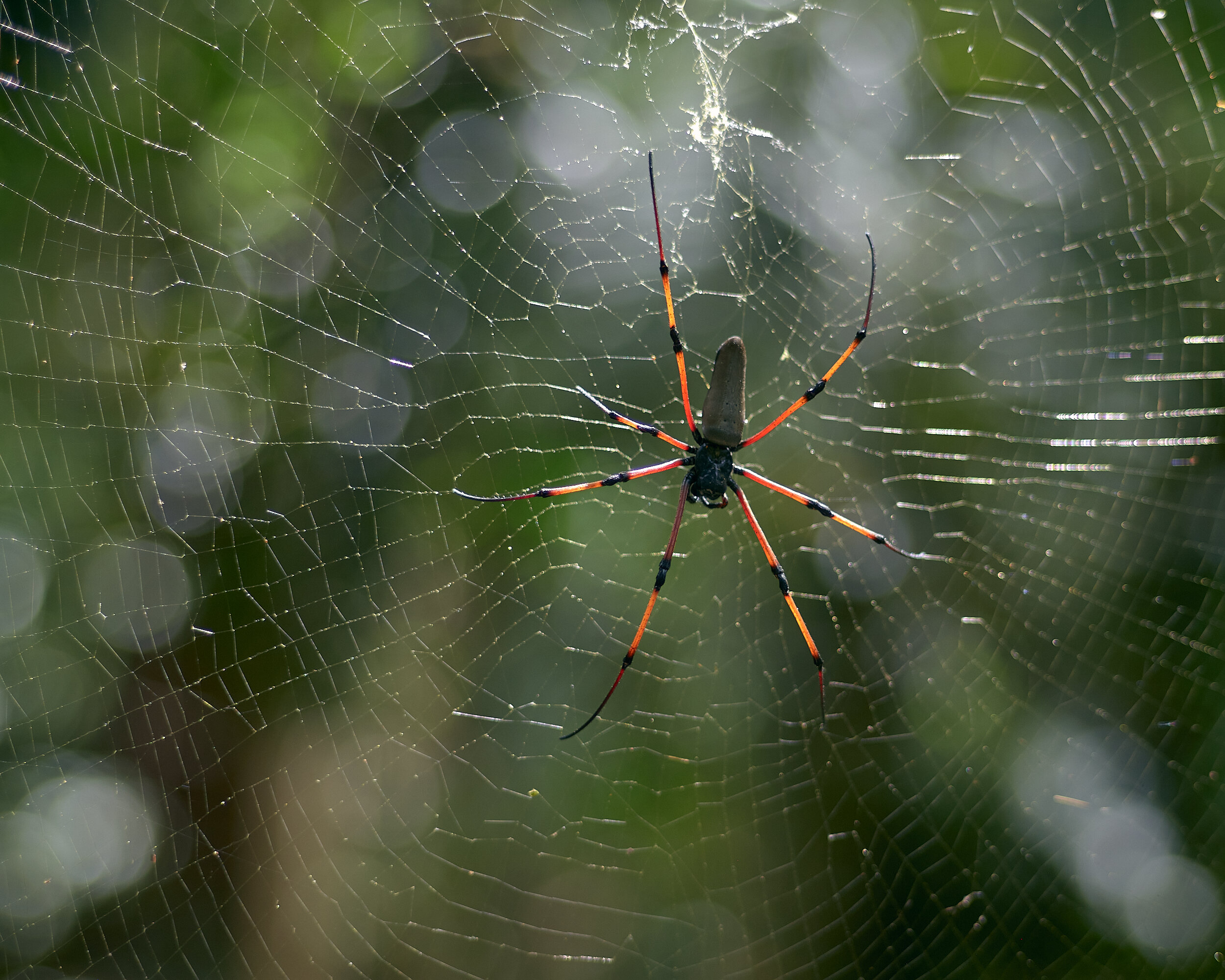 Speewah Walking Trails — Tim Trim Photography | Photographic Artist ...