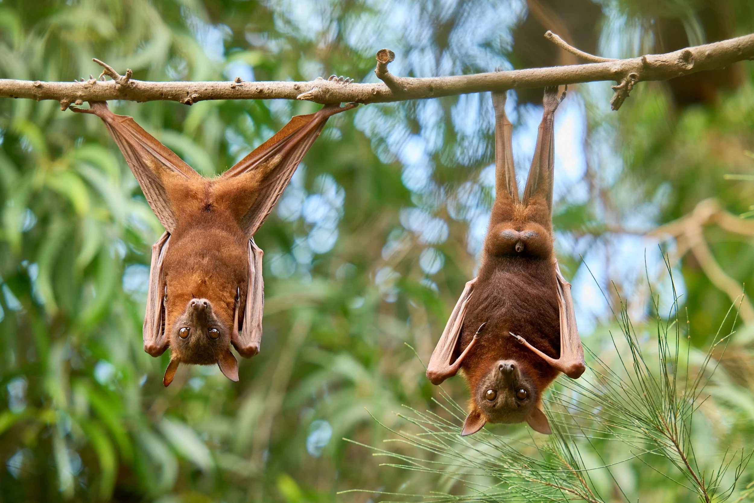 Little Red Flying Foxes — Tim Trim Photography | Photographic Artist ...