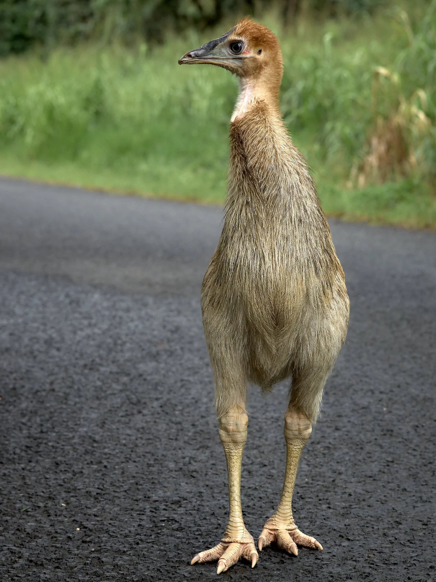 Cassowary Adult Male and Chick Kuranda Queensland — Tim Trim ...