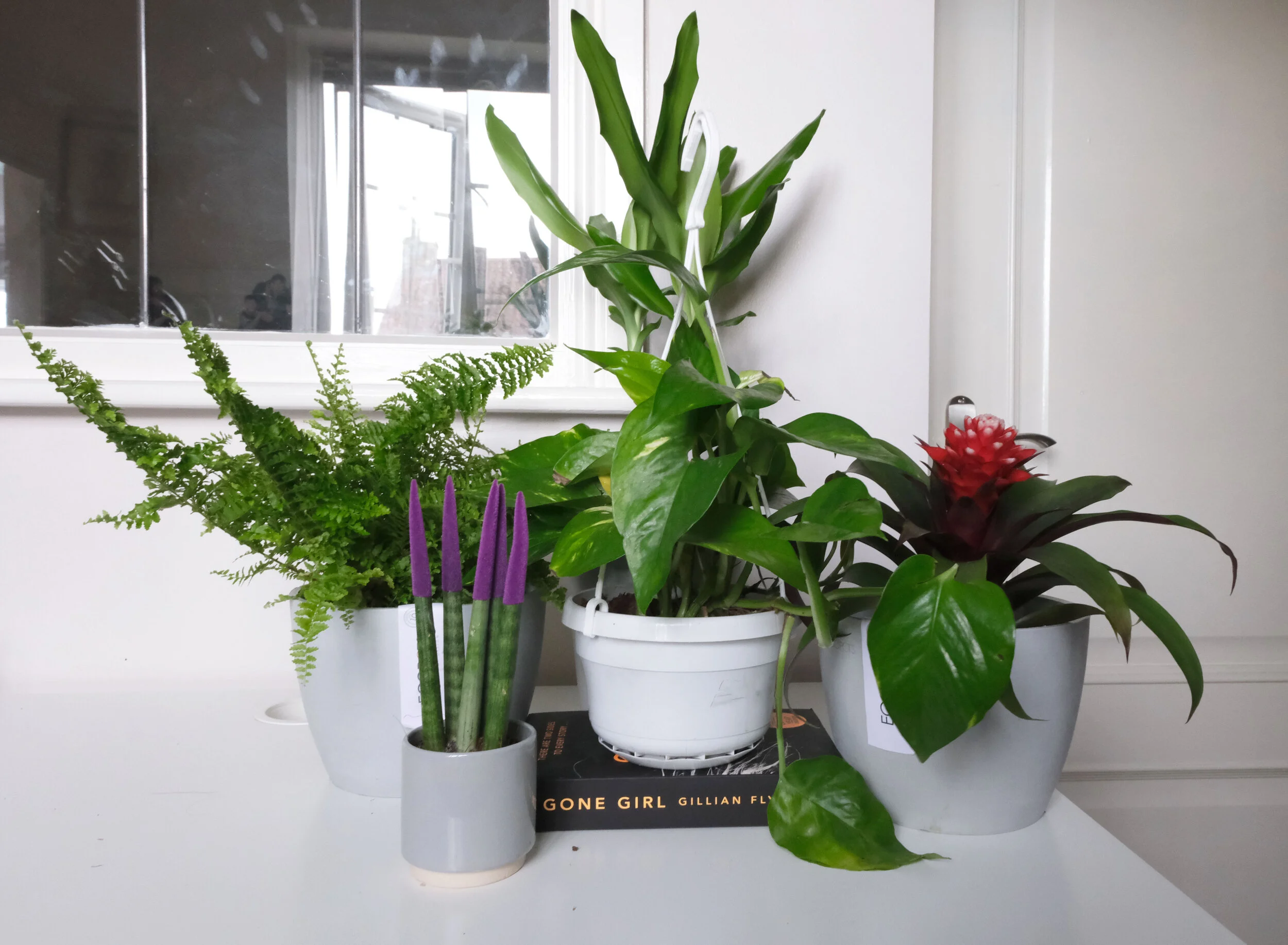 Houseplants — Shop | Harpins at Ackworth Garden Centre - West Yorkshire