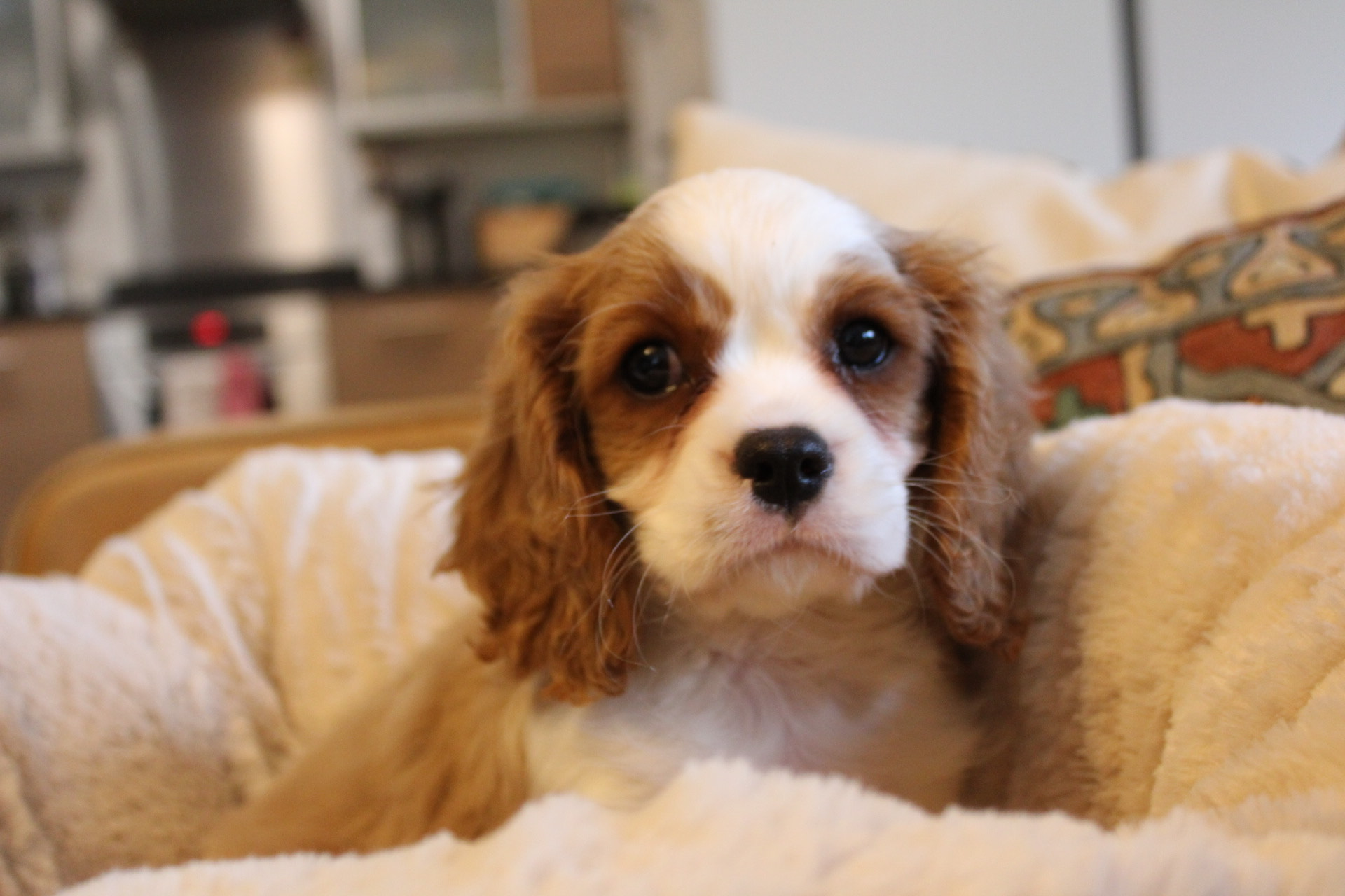 The Purrrfect Inspiration — Mushens Entertainment