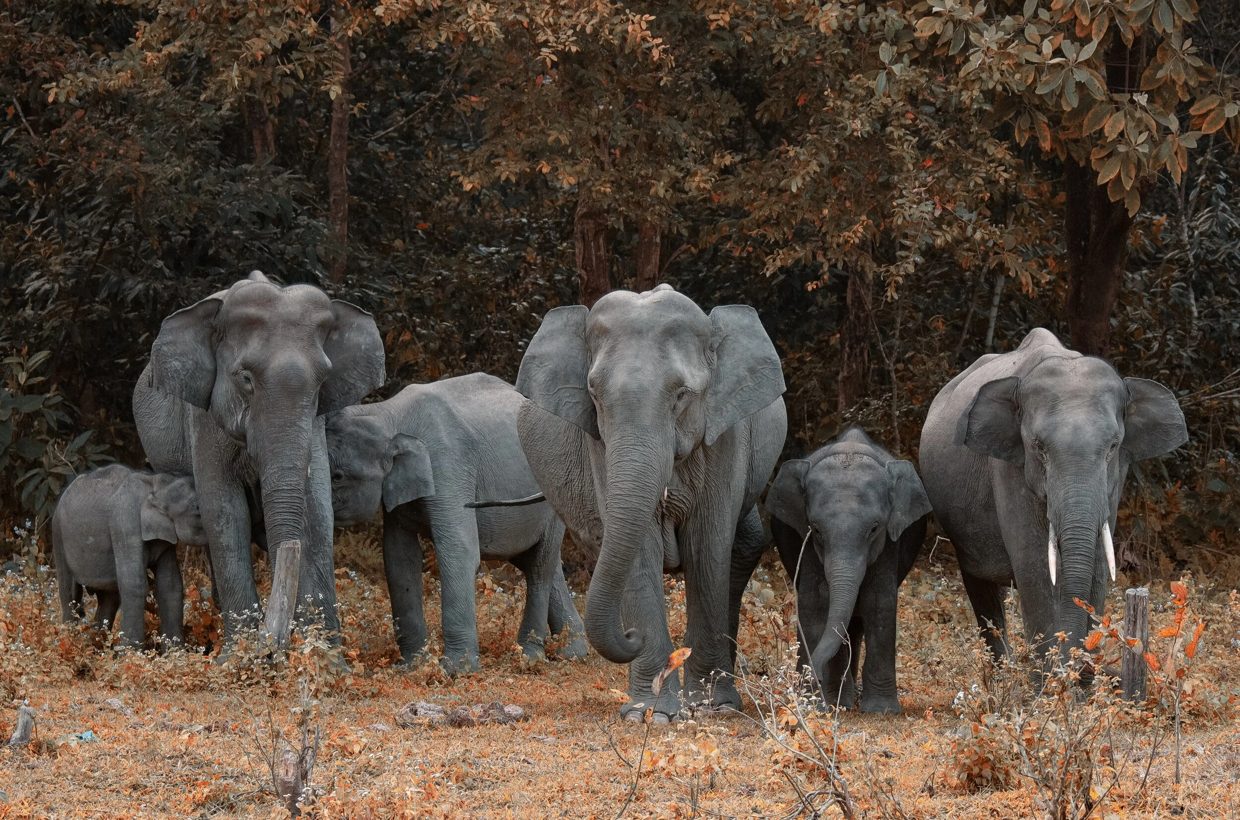 About — Jumping Elephants