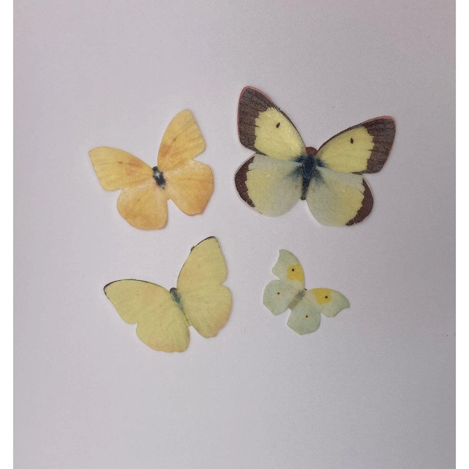 Edible Butterflies for Cake Decorating