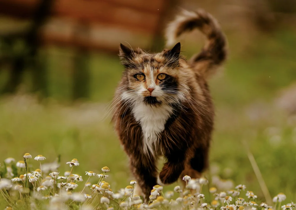 What Are ‘Zoomies’? — Chicagoland Animal Rescue NFP