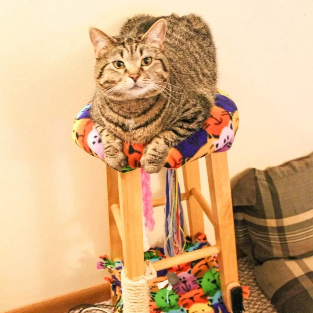 DIY Cat Toys — Chicagoland Animal Rescue NFP