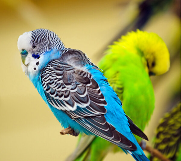 About — Fish & Bird Emporium