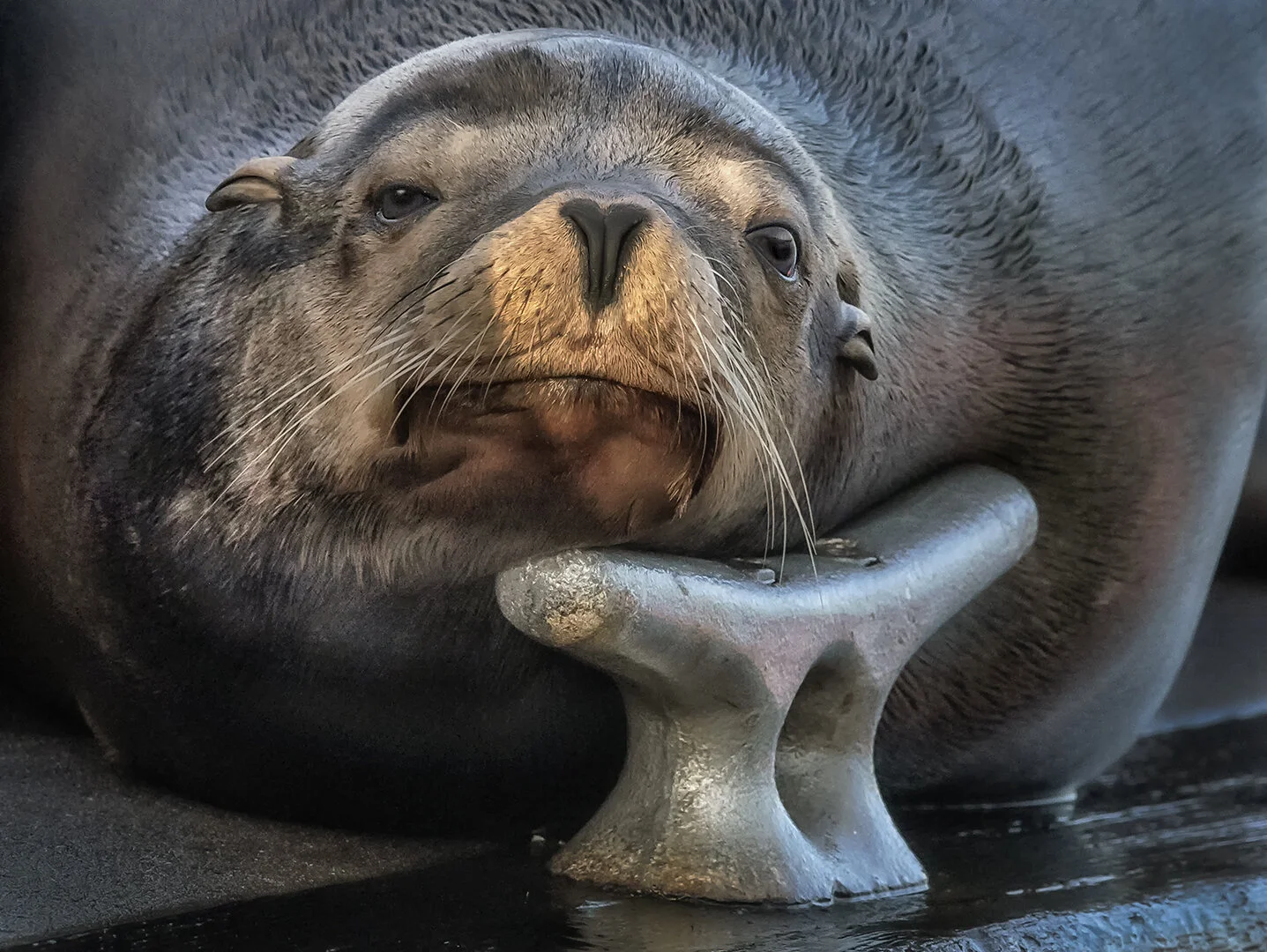 June 2019 — Rainier Hills Photography Club