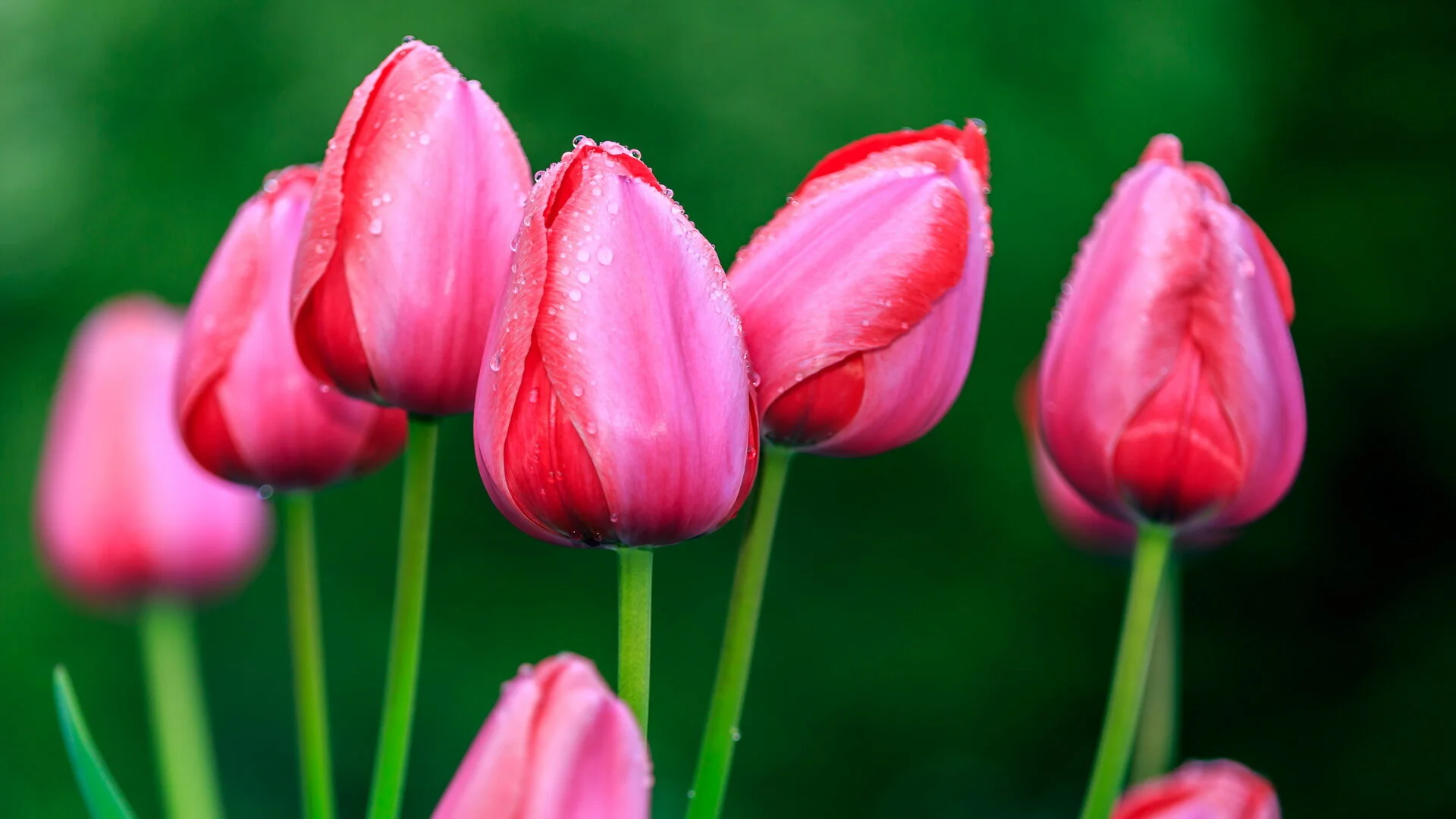 April 2019 — Rainier Hills Photography Club