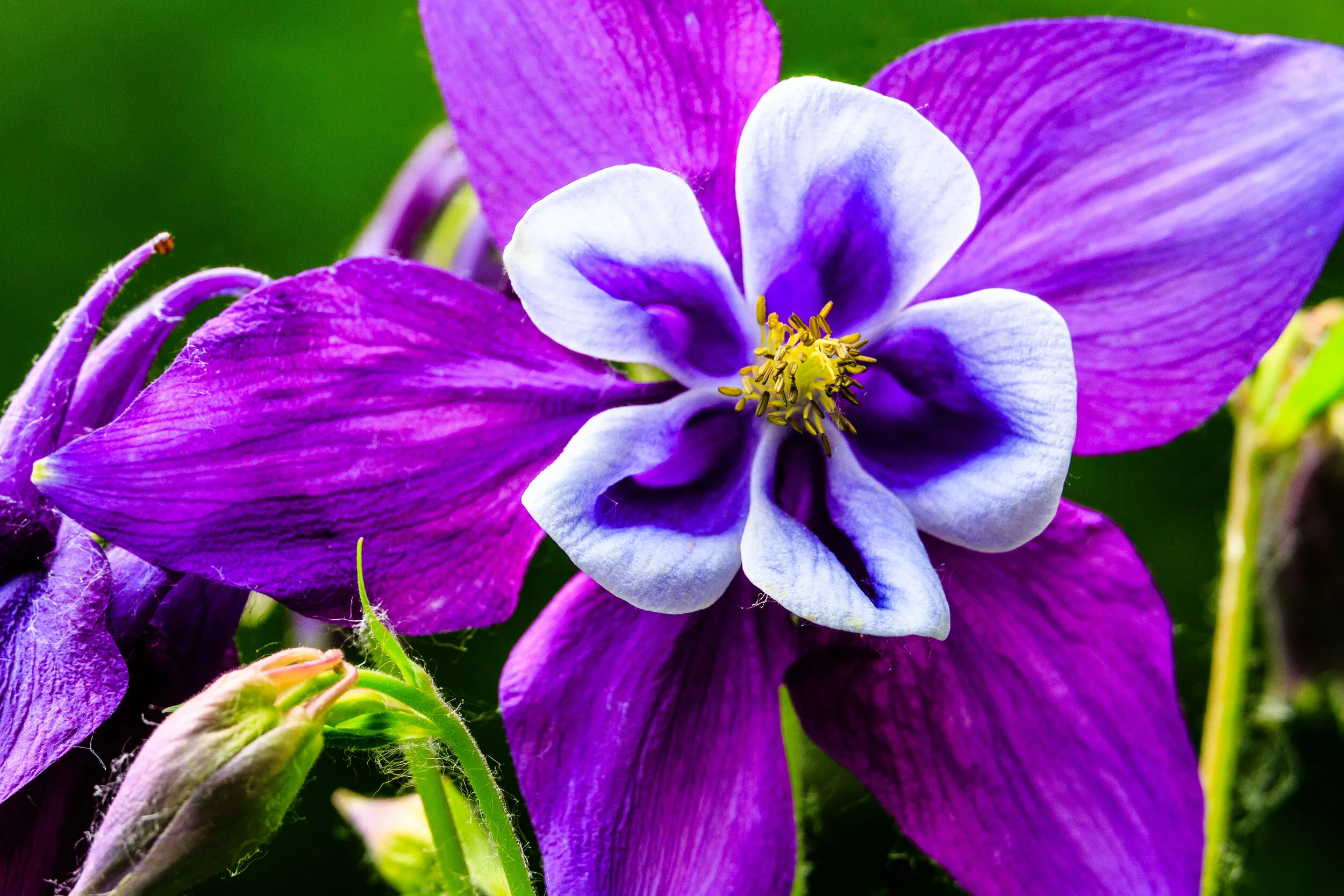 April 2020 — Rainier Hills Photography Club