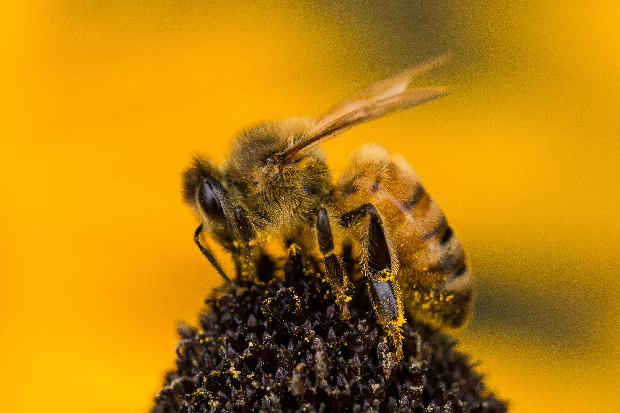 Dec 2015 — Rainier Hills Photography Club