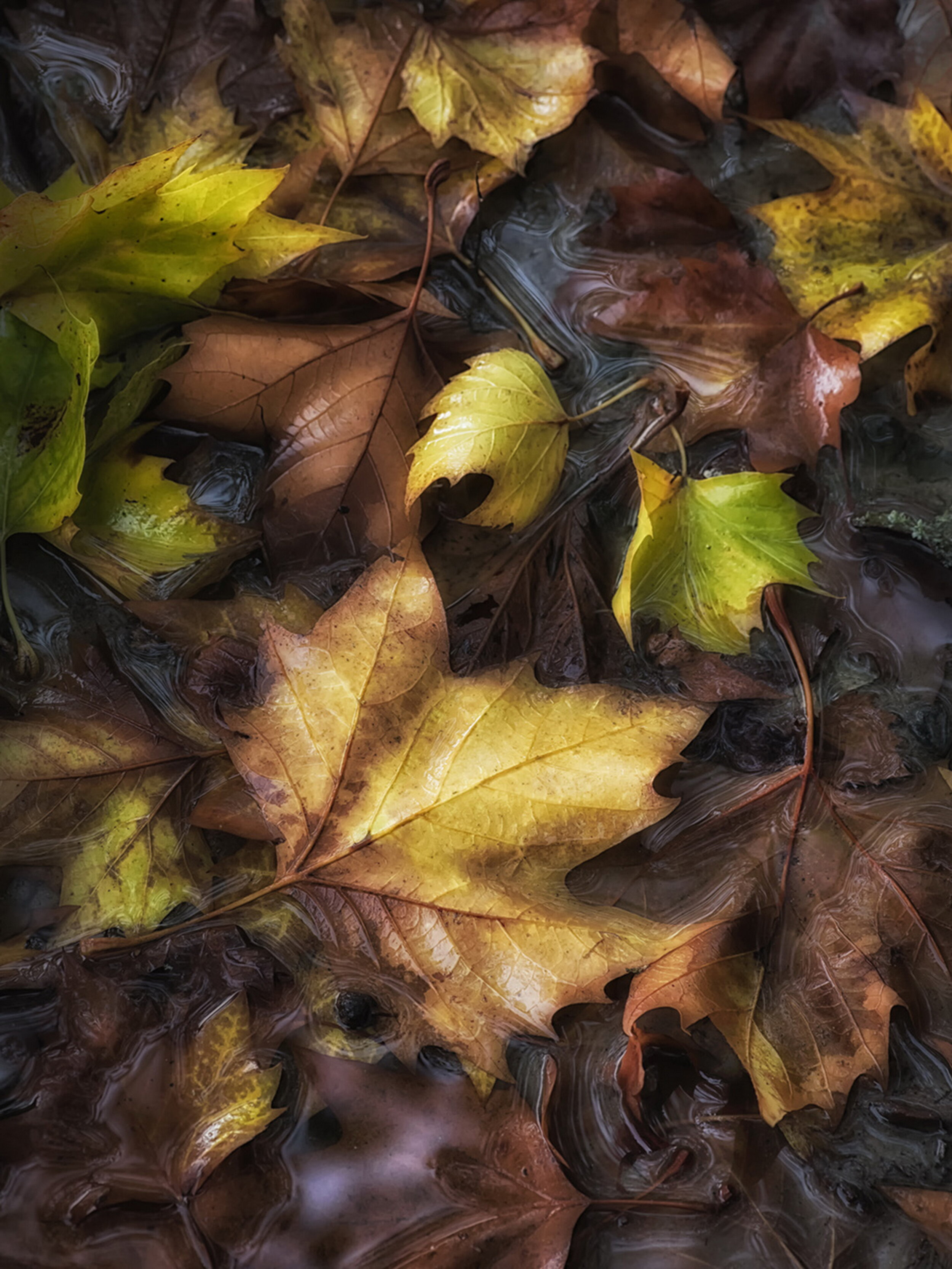 Nov 2015 — Rainier Hills Photography Club