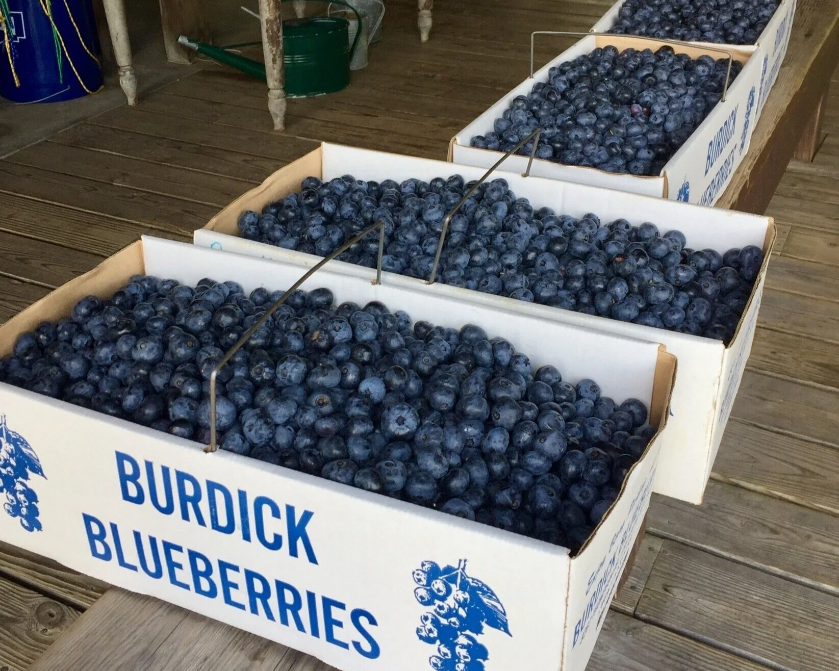 BLUEBERRIES — BURDICK BLUEBERRIES