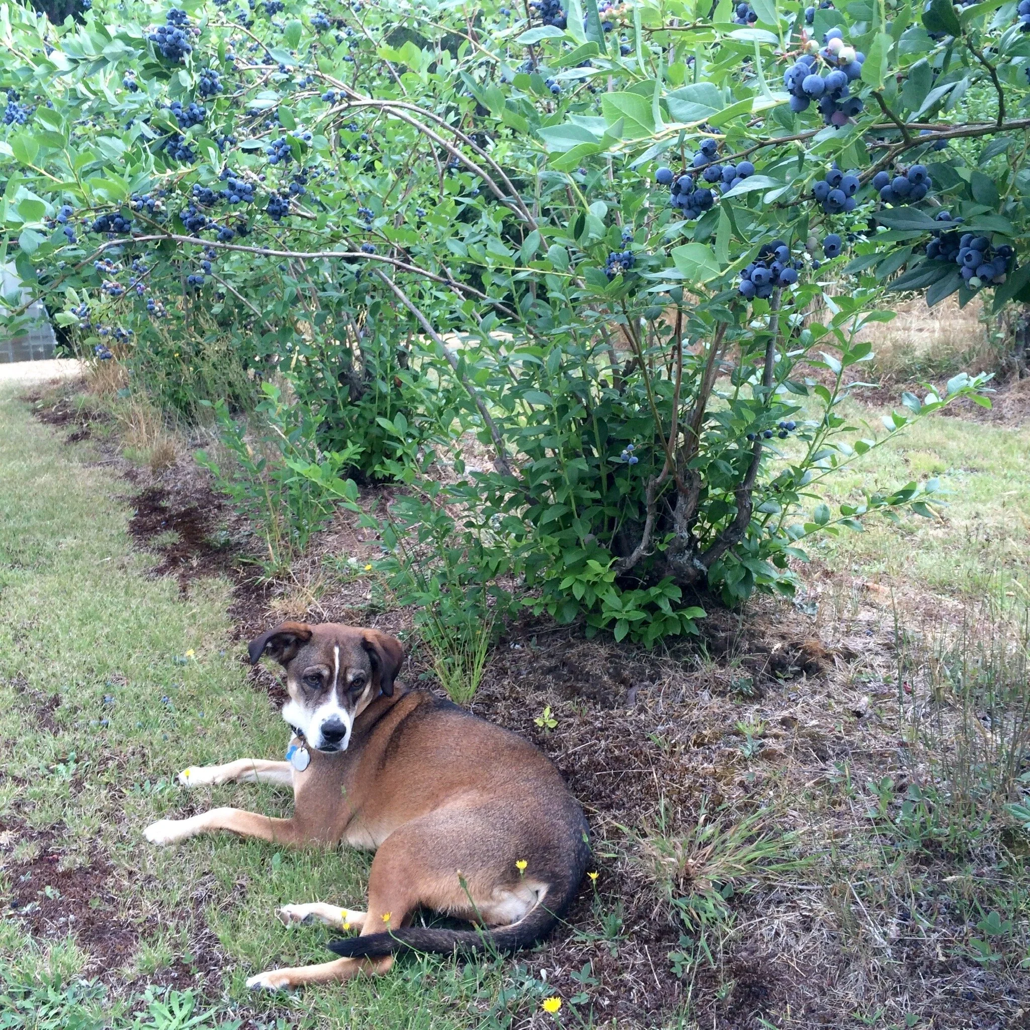 BLUEBERRIES — BURDICK BLUEBERRIES