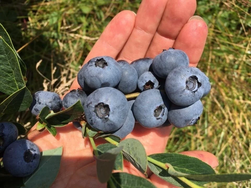 TIPS FOR BLUEBERRY CARE — BURDICK BLUEBERRIES