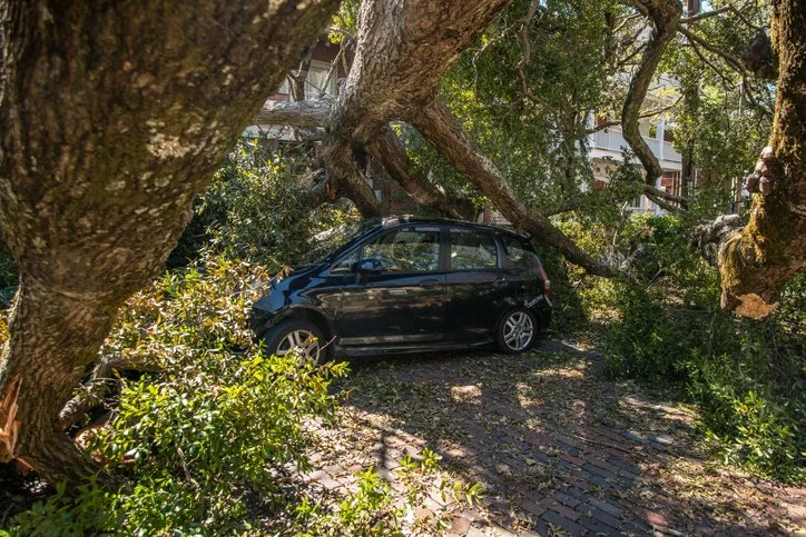 IF A TREE FALLS IN AN ASSOCIATION IT DOES MAKE A SOUND: BUT WHO PAYS ...