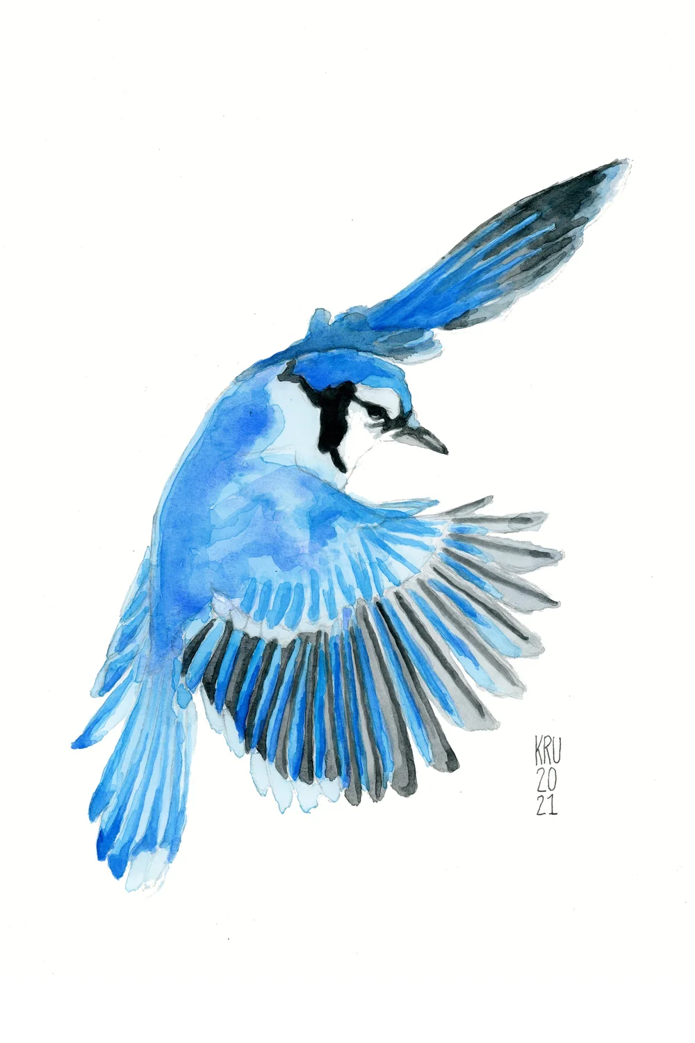 Blue Jay Flying Drawing