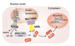 Connection established: Missing linker between intracellular pathogen ...