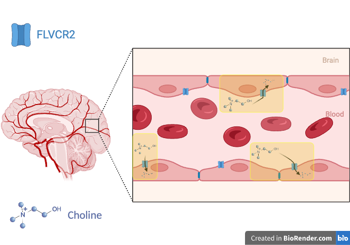 Structural and molecular basis of choline uptake into the brain by ...