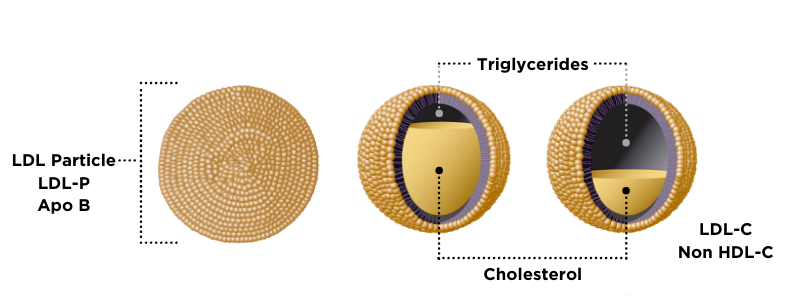What Is LDL-P? Normal Range & What High Results Mean | Precision Health ...