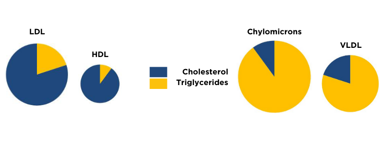 High LDL-P: What It Means, Risk Levels & What to Do | Precision Health ...