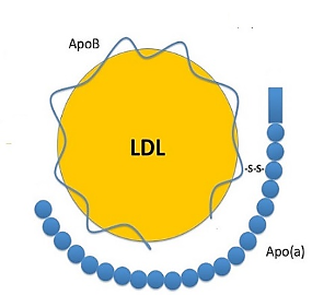 High Lp(a) Levels: What It Means & What You Can Do About It | Precision ...