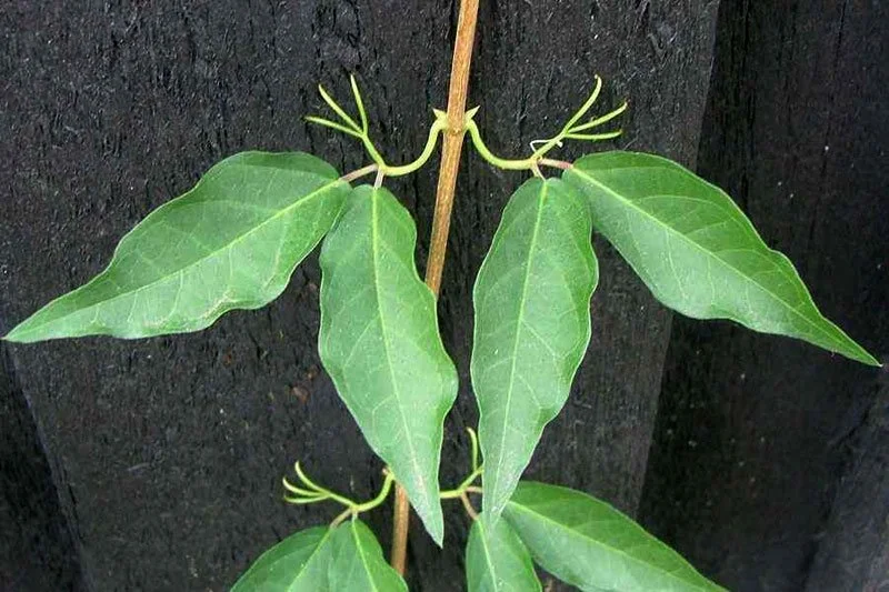 Have you heard of Cats Claw Creeper? — Cr Ryan Murphy