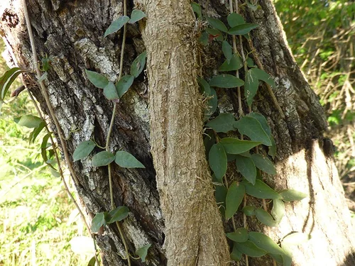Have you heard of Cats Claw Creeper? — Cr Ryan Murphy