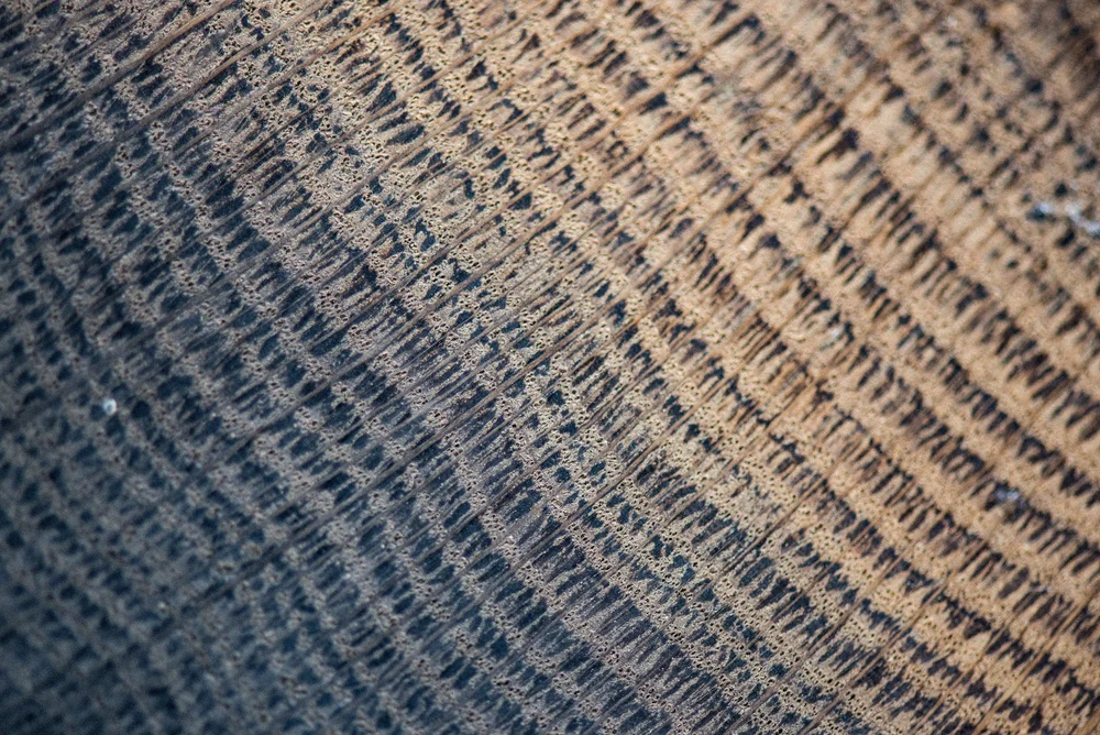 The Magic of Materials: Buried Bog Oak — Silverlining