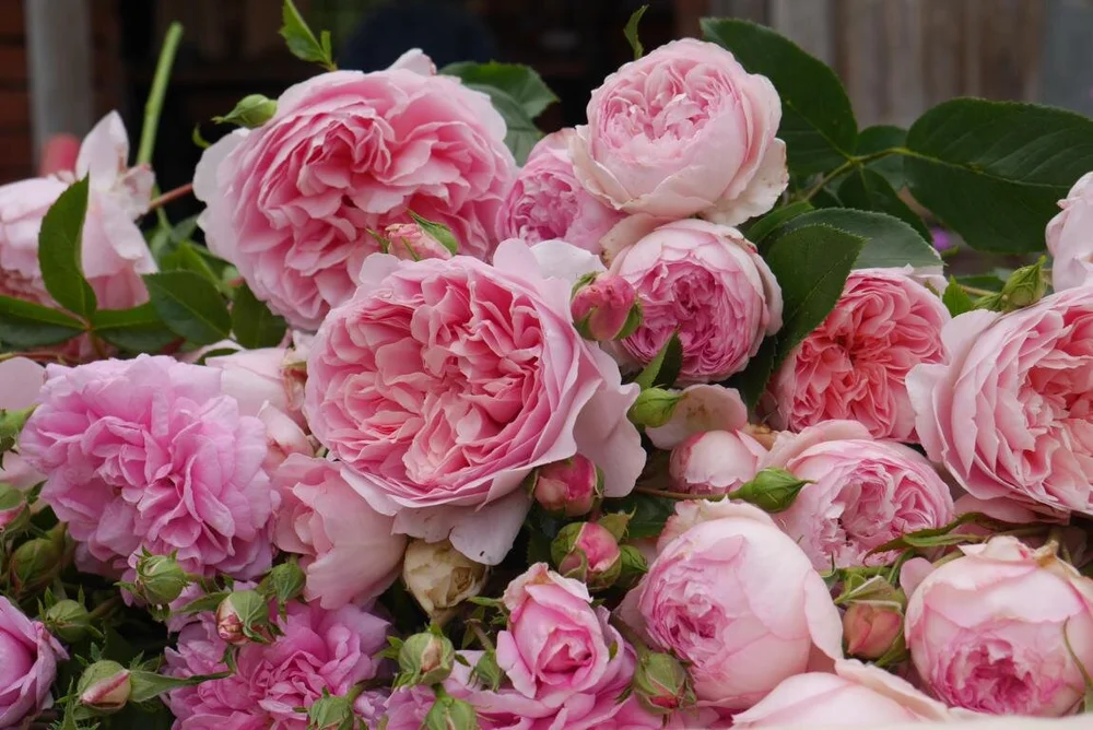 Roses — Stokesay Flowers