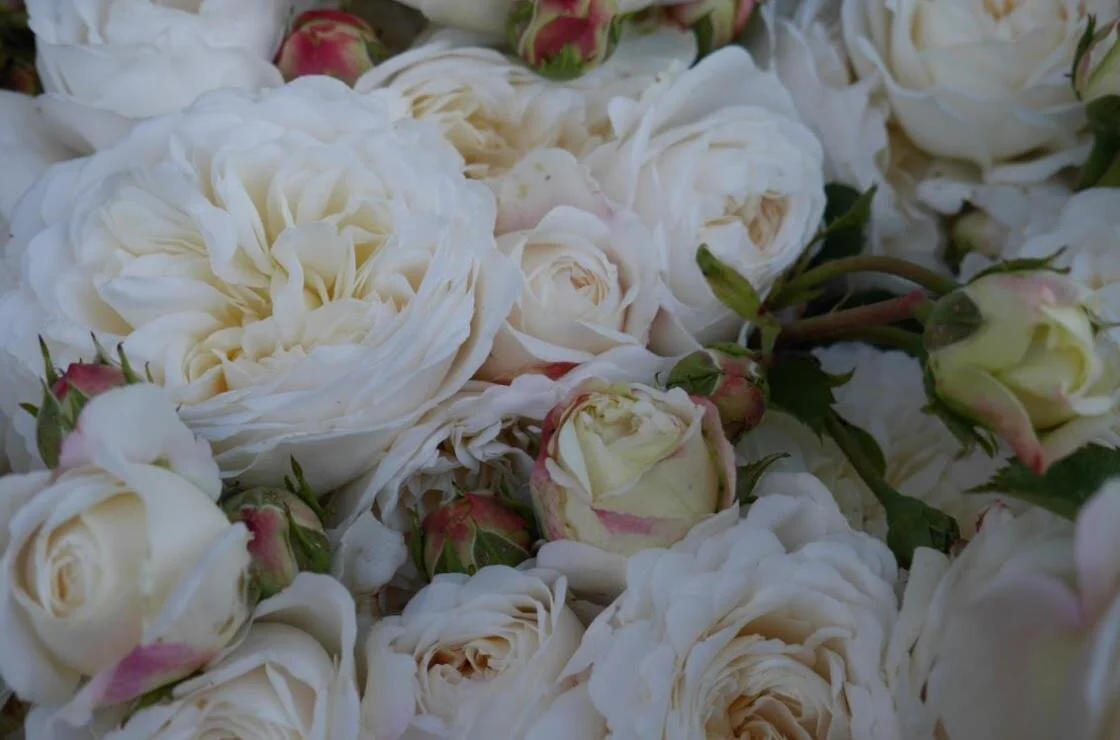 Stokesay Flowers - The Flower Garden