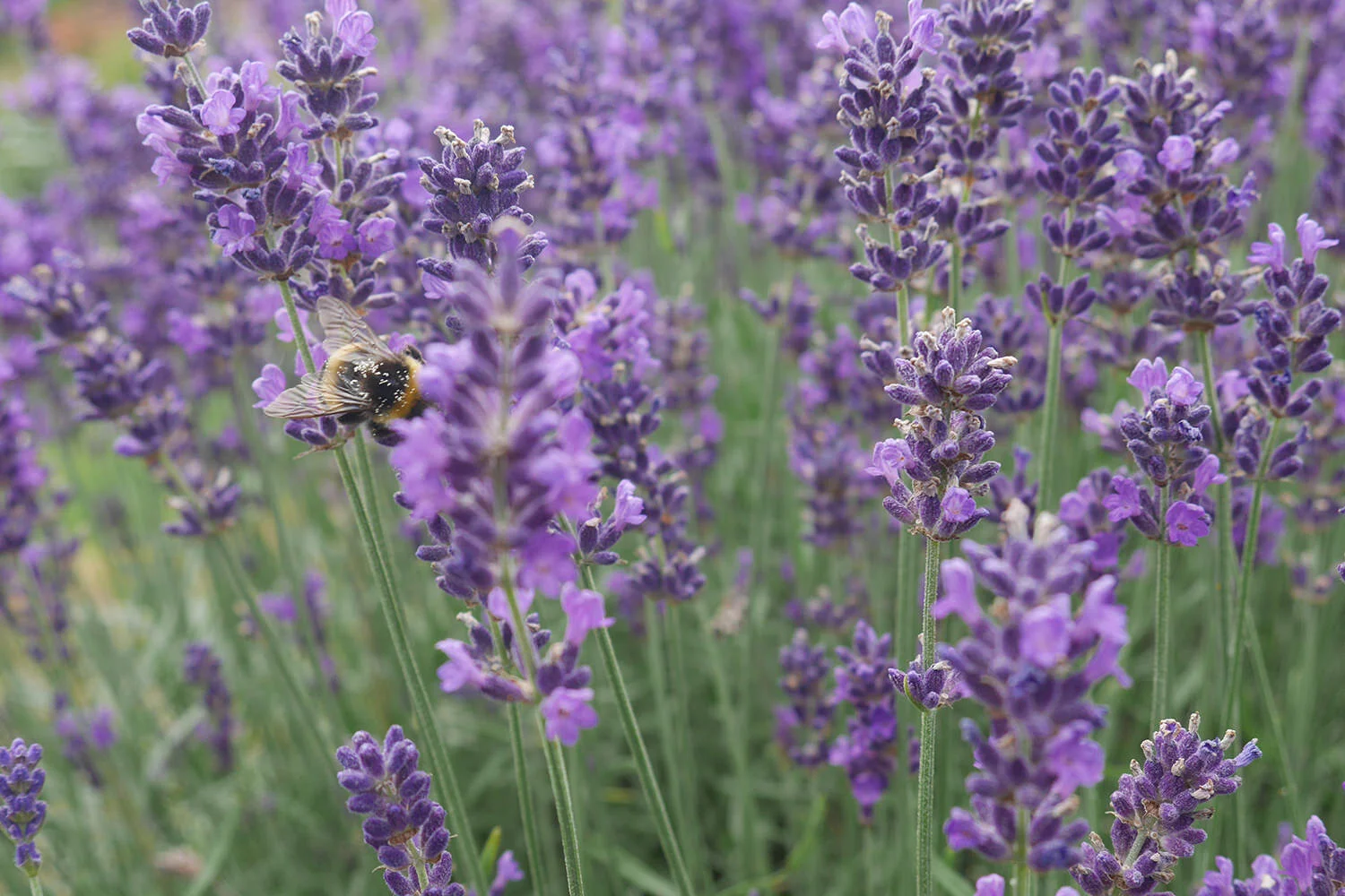 Stokesay Flowers - The Flower Garden