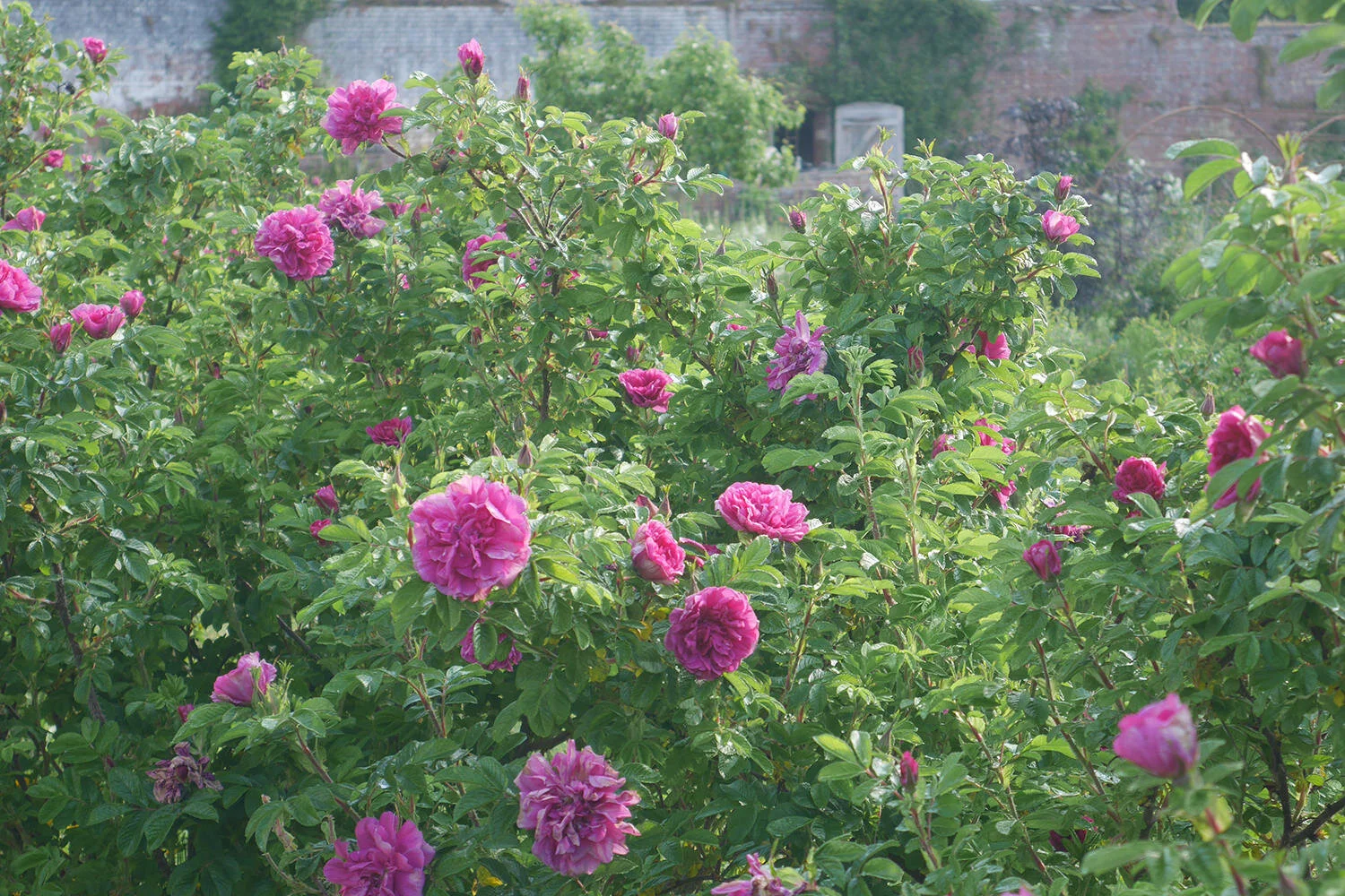 Stokesay Flowers - The Flower Garden