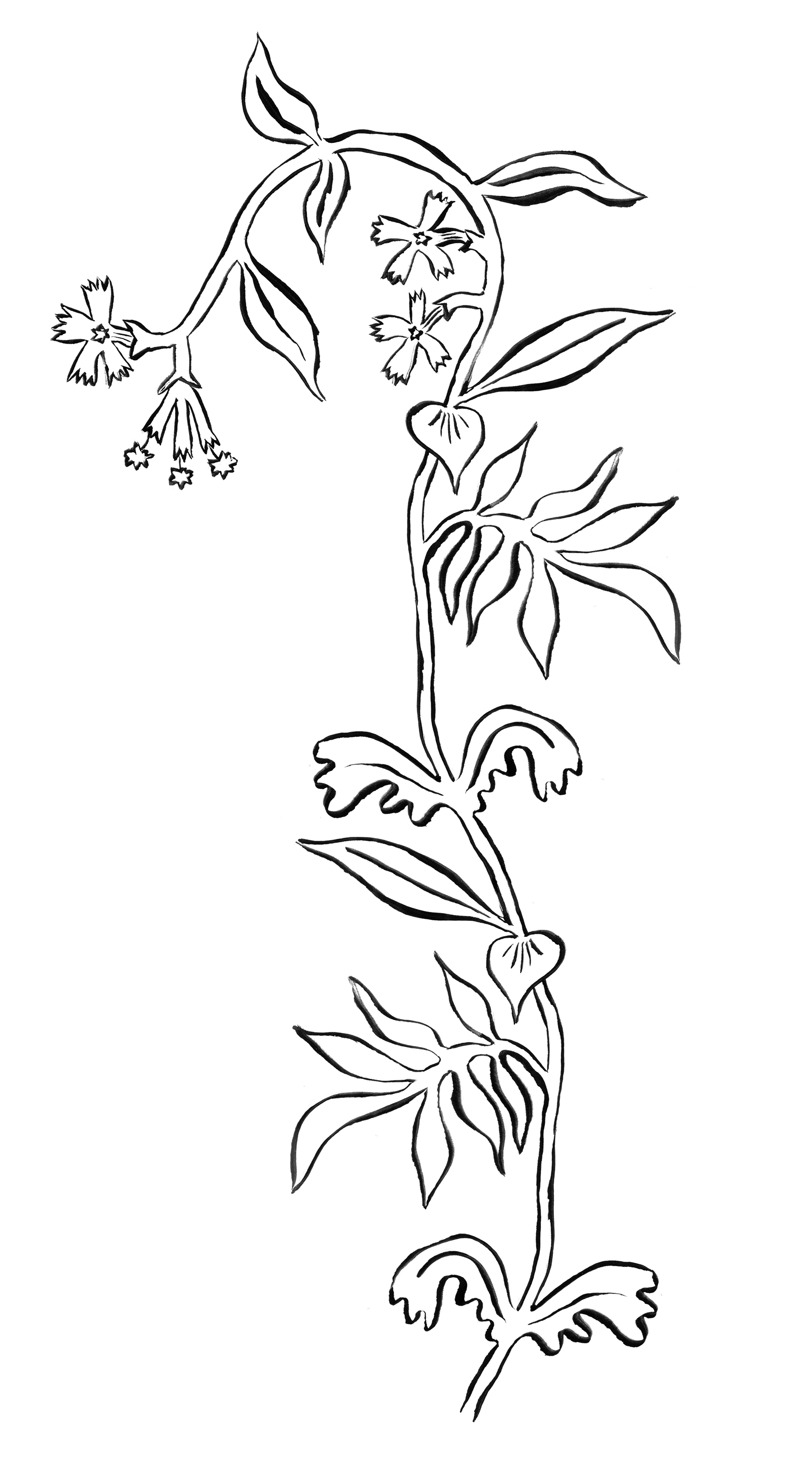 Stokesay Flowers - The Flower Garden