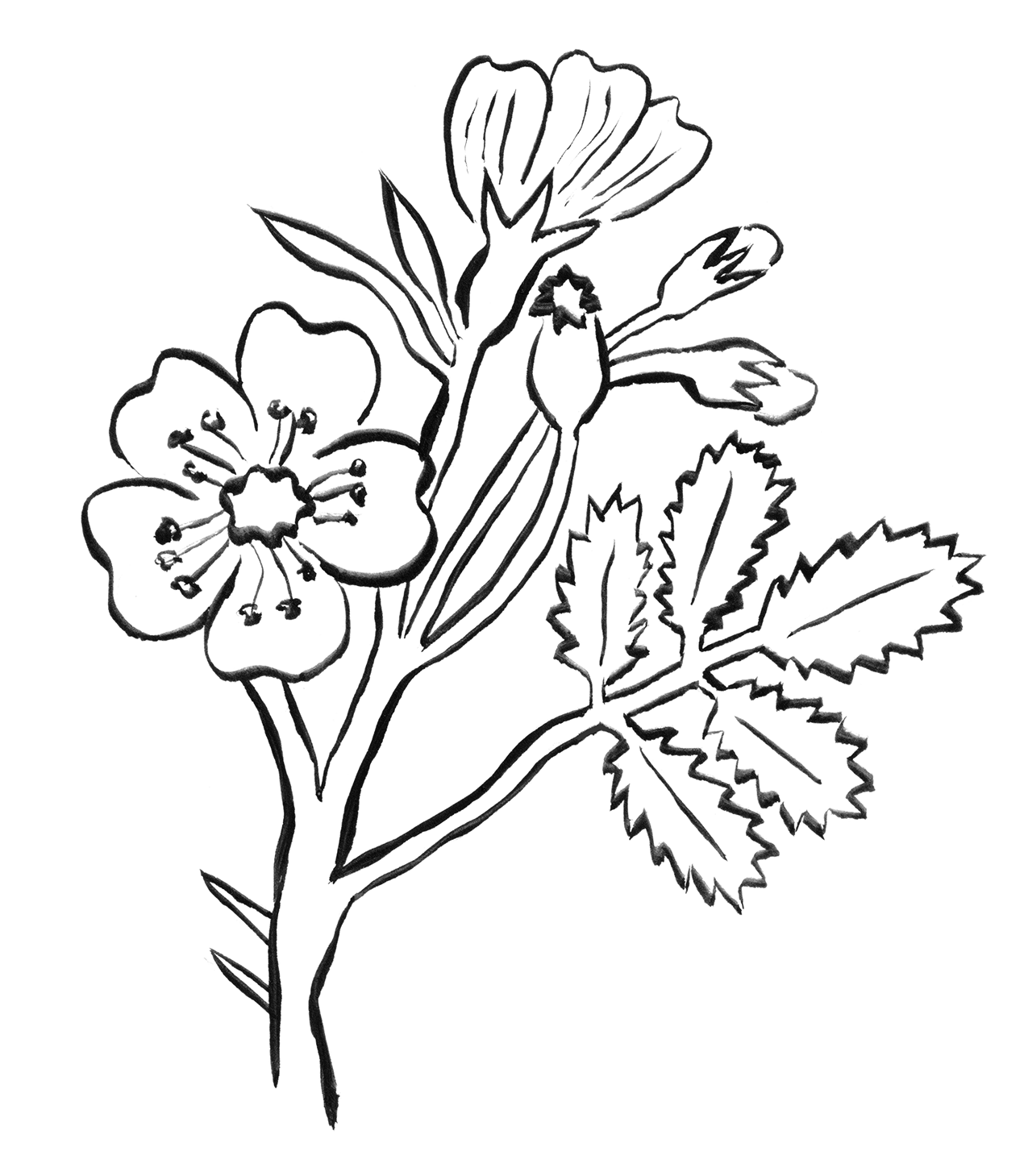 Stokesay Flowers - The Flower Garden