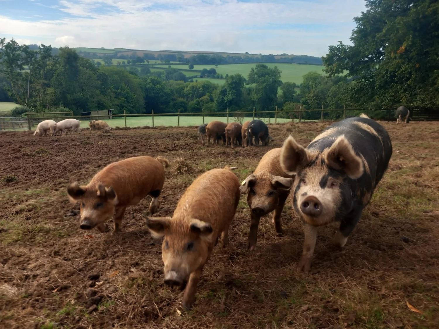 British charcuterie from rare breed pigs