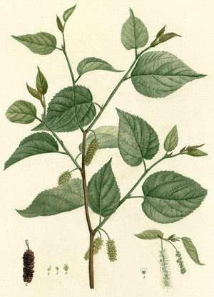 Forgotten Fruit: A Brief History of Mulberries in the United States ...