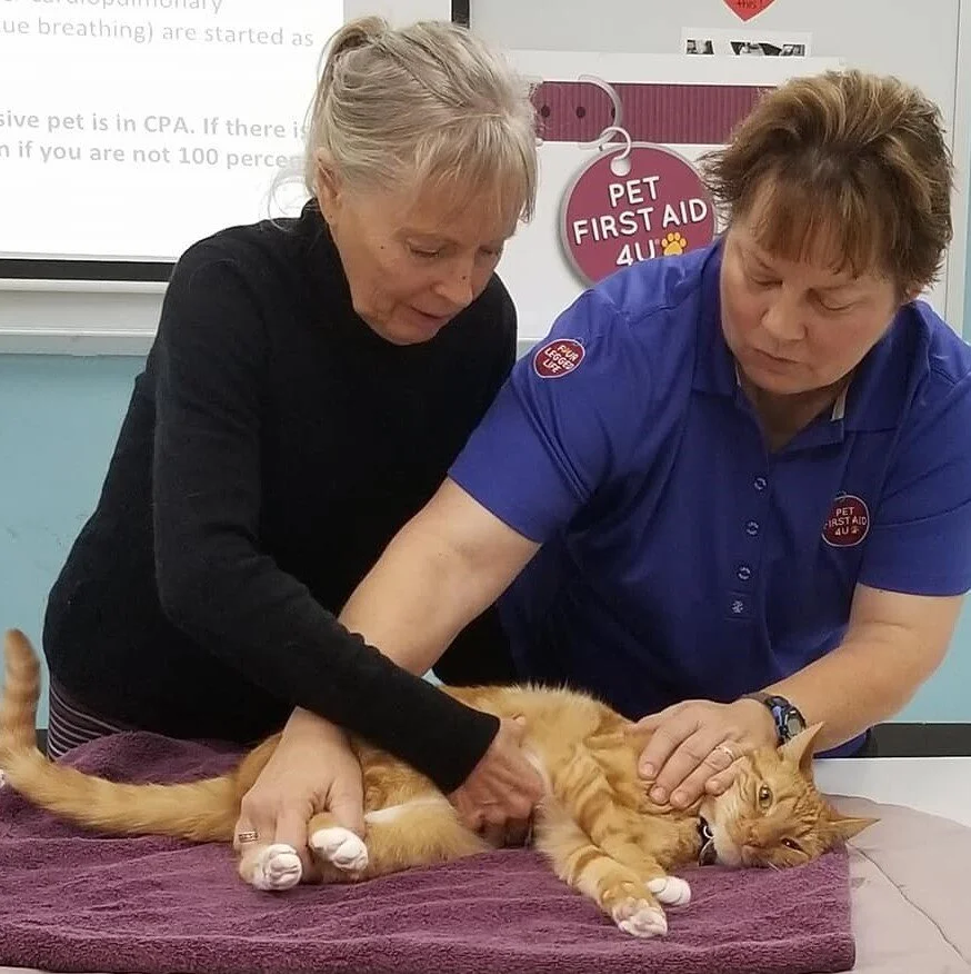 Schedule Your Pet First Aid & CPR Class — Pet First Aid 4U