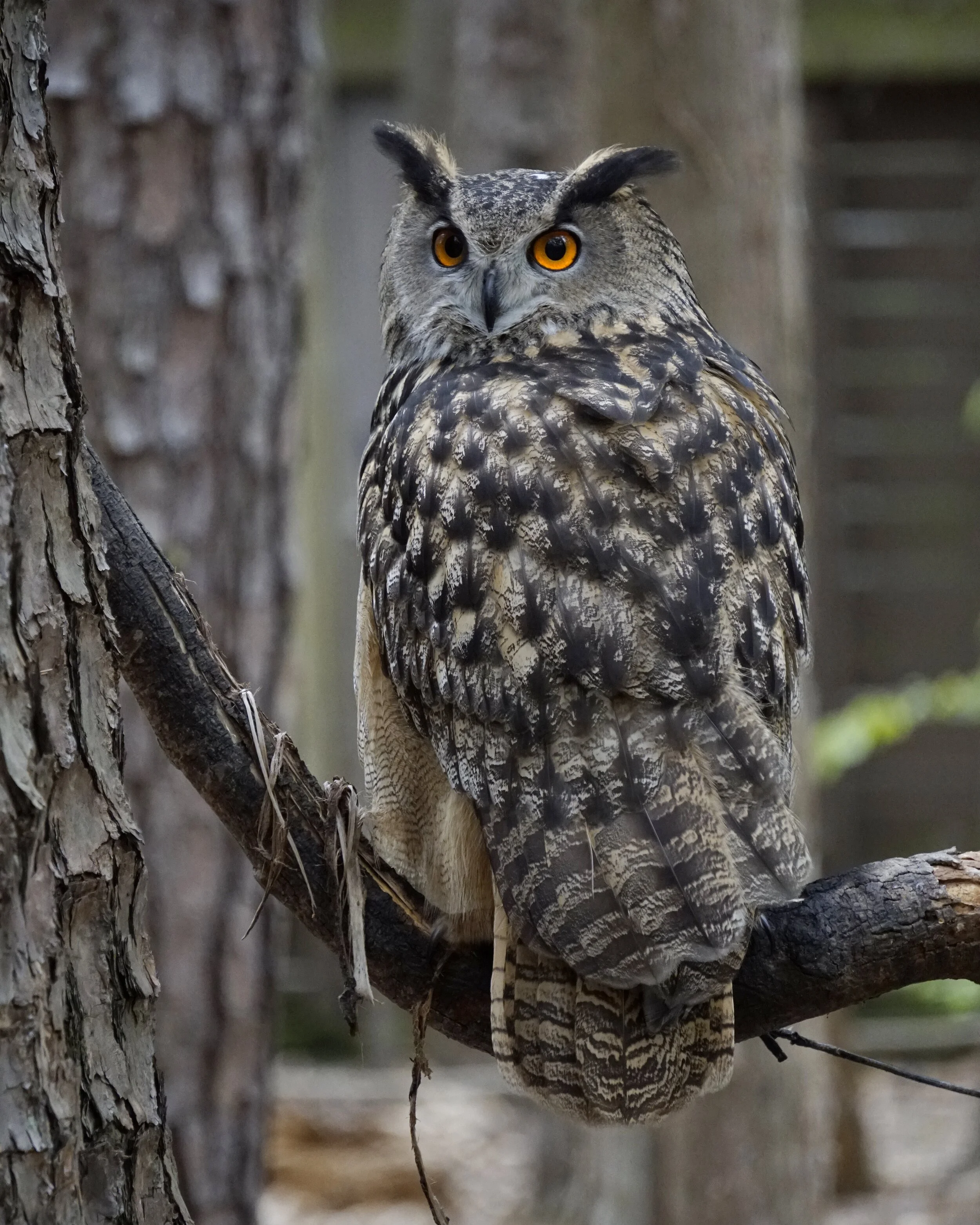 Owl Power Animal