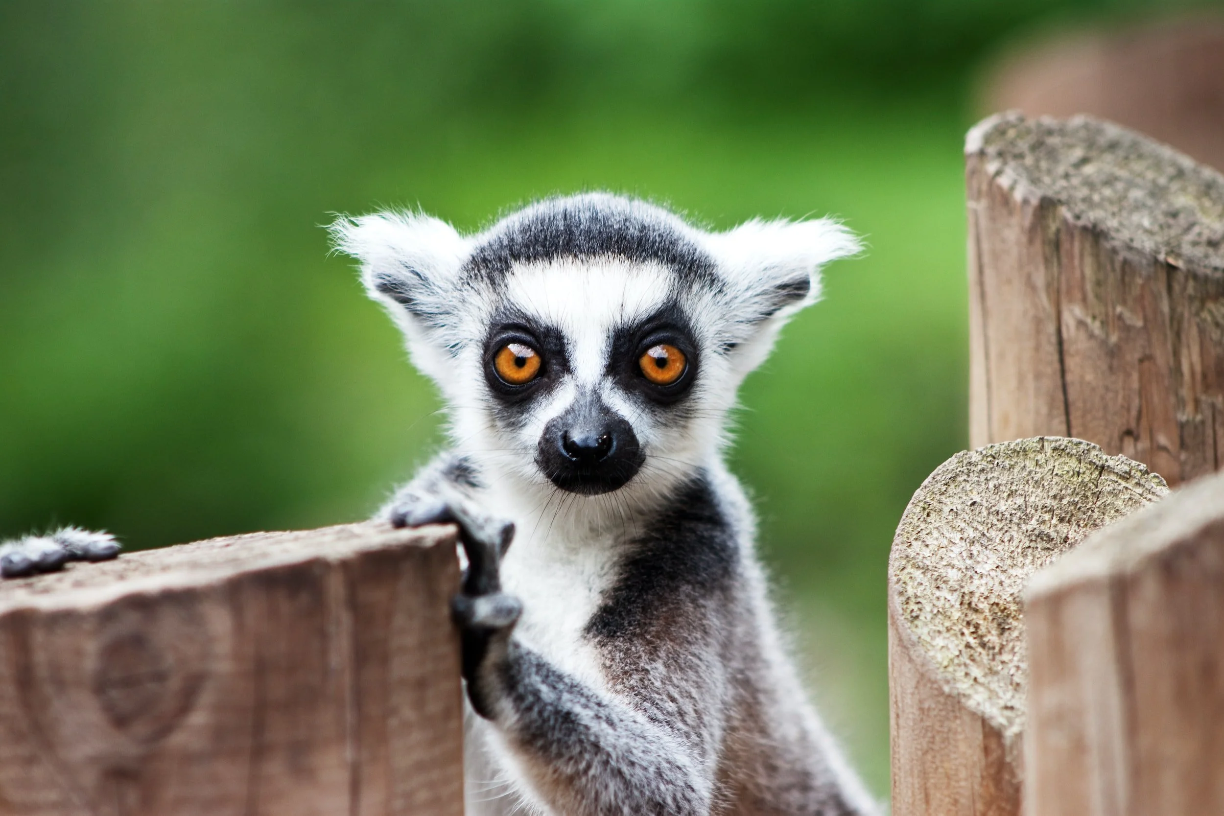 Large Madagascar Animals