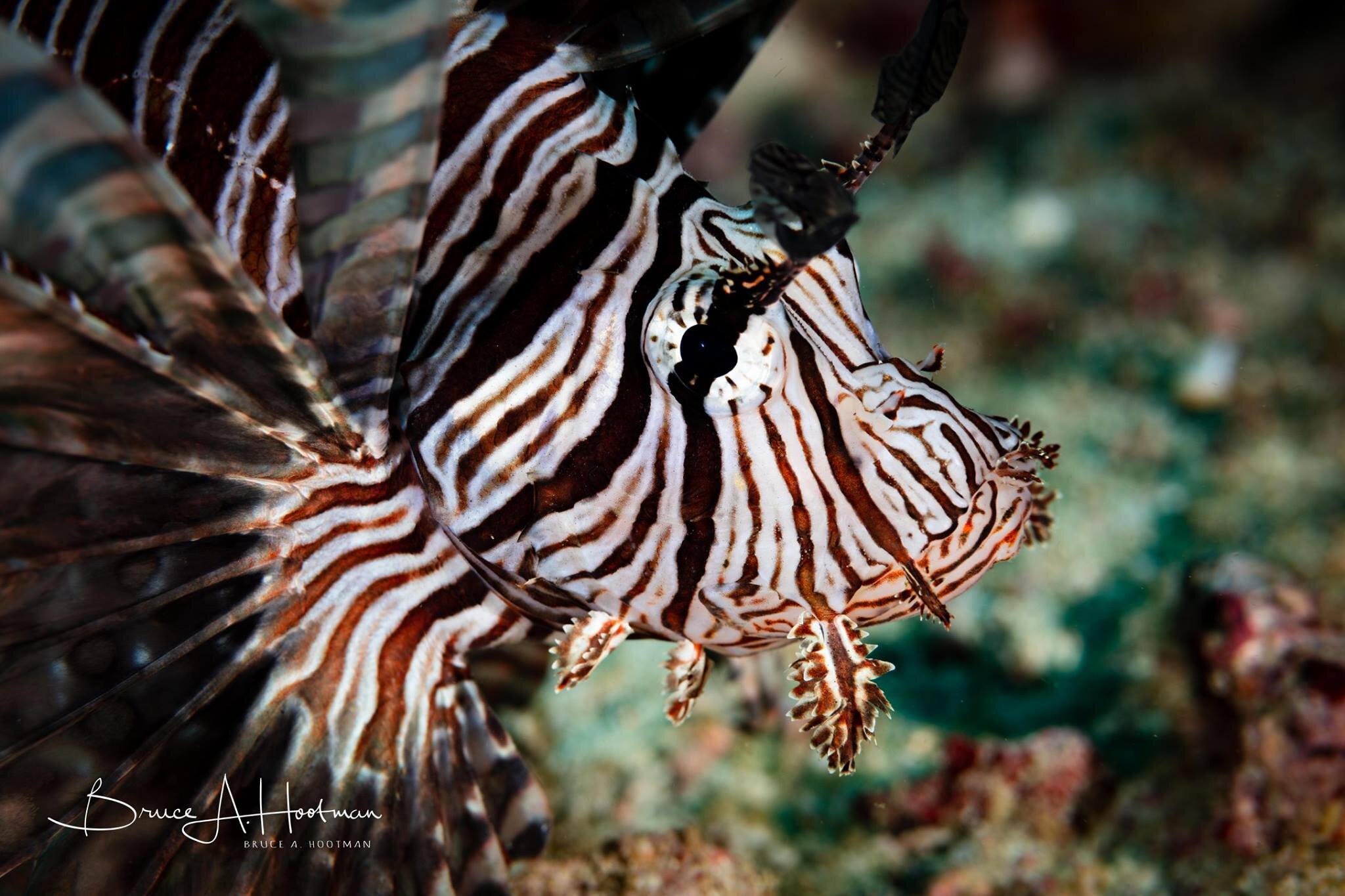 Lionfish Hunting — Scuba Du