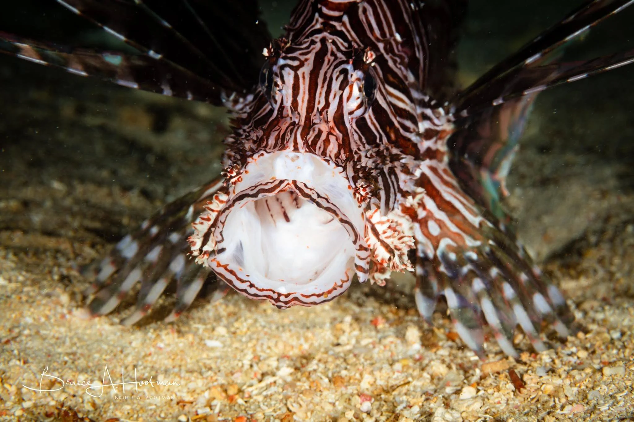 Lionfish Hunting