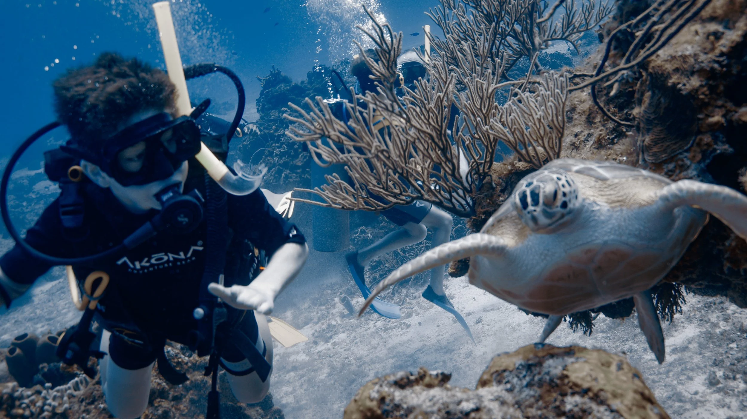 Schedule — Scuba Du